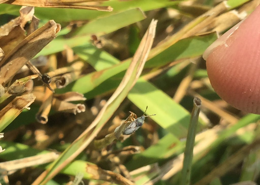 Chinch Bug Guide – Appearance, Life Cycle, Habits, Damage, Insect ...