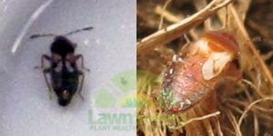 Chinch Bug Guide – Appearance, Life Cycle, Habits, Damage, Insect ...