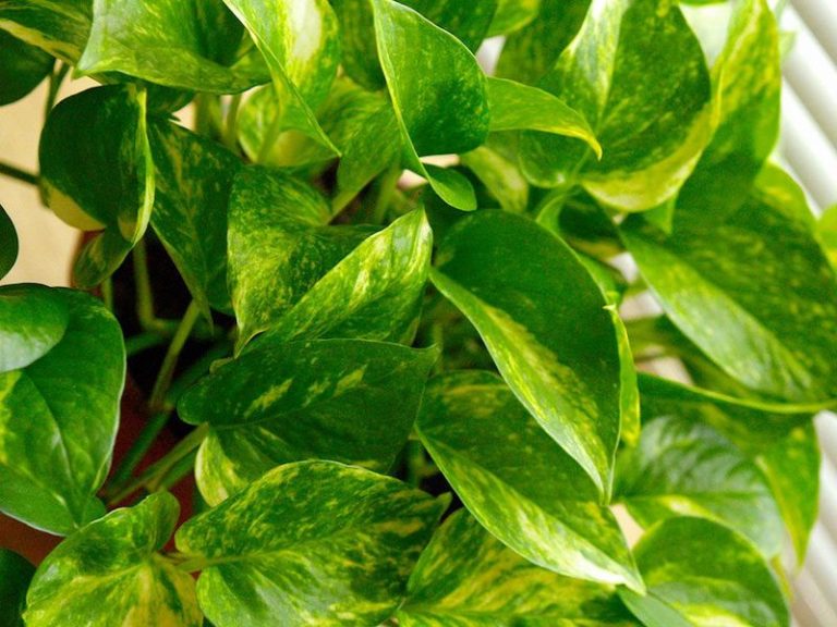 Pothos Plant Care – Your Complete Guide