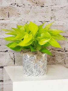 Pothos Plant Care – Your Complete Guide