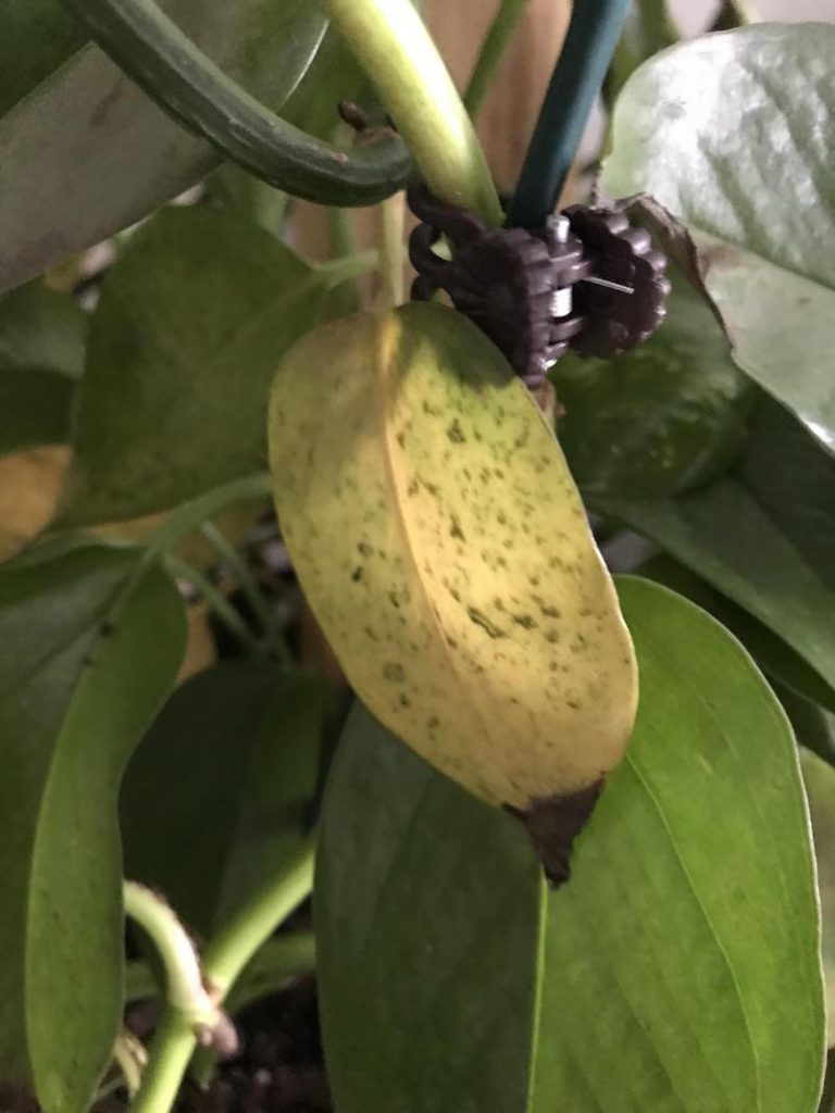 Pothos Plant Care – Your Complete Guide